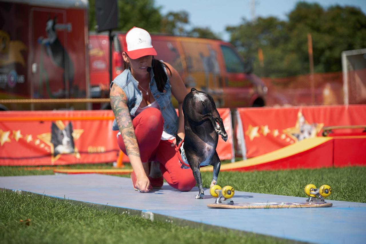 Photo Gallery - Stunt Dog Entertainment, Performing Trick Dogs, Animal Act