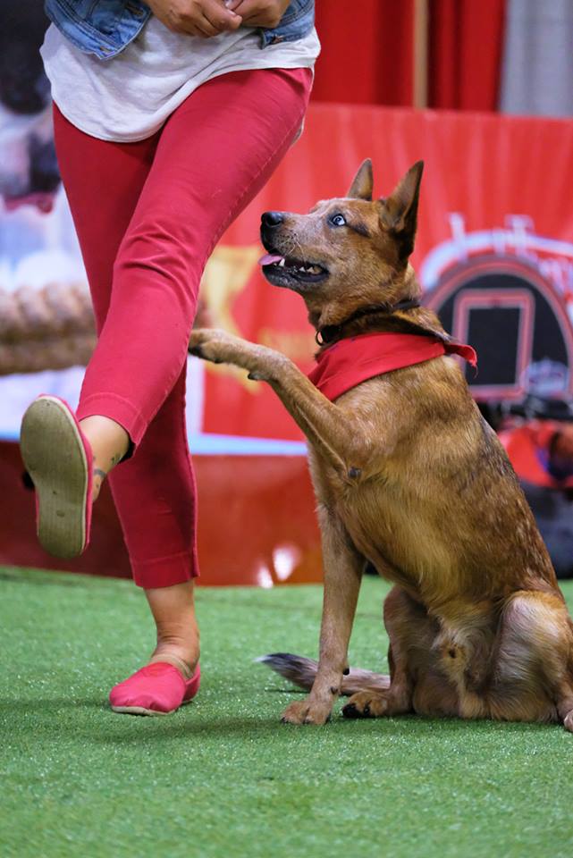 Photo Gallery - Stunt Dog Entertainment, Performing Trick Dogs, Animal Act