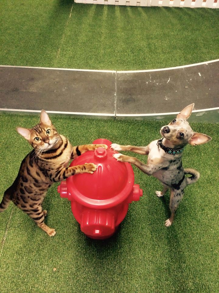 Photo Gallery - Stunt Dog Entertainment, Performing Trick Dogs, Animal Act