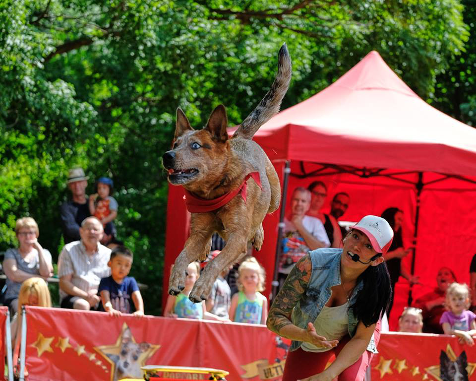 Photo Gallery - Stunt Dog Entertainment, Performing Trick Dogs, Animal Act