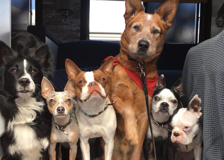 Ultimutts - Stunt Dog Entertainment, Performing Trick Dogs, Animal Act